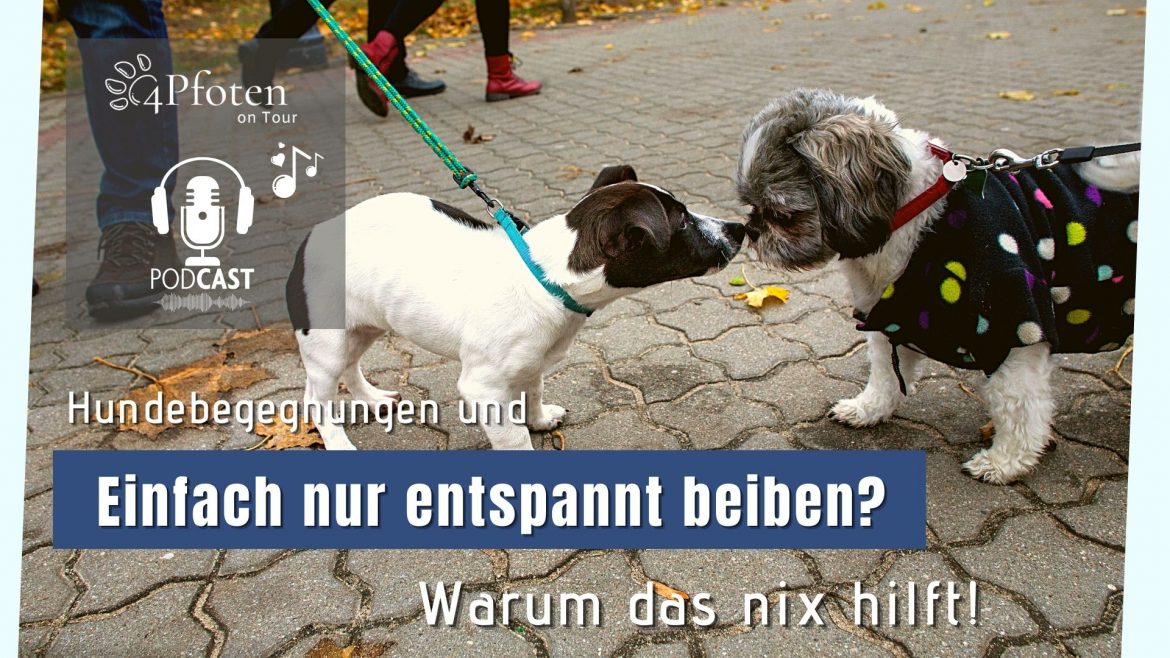 Hilfe, ein Hund kommt! – 4Pfoten on Tour – Hunde sehen & verstehen ...
