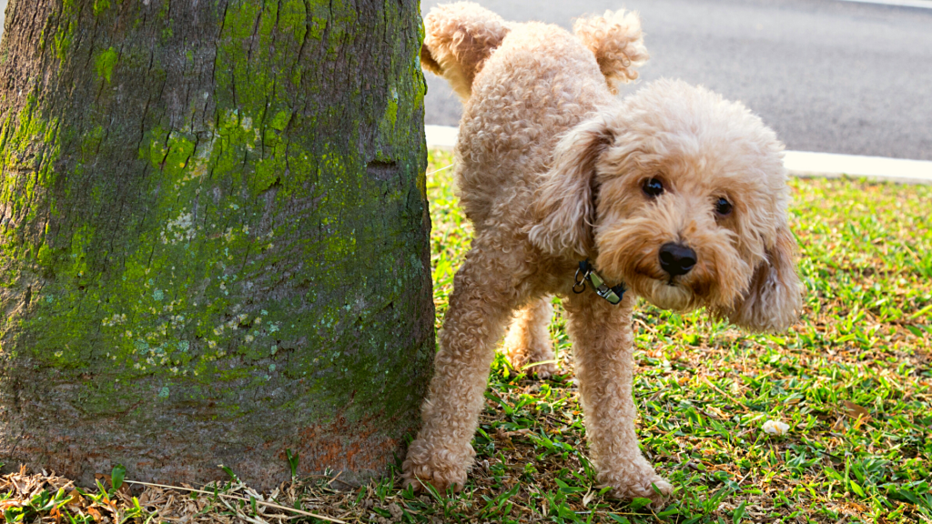Markierverhalten und was es bedeutet - 4Pfoten on Tour – Hundeschule ...