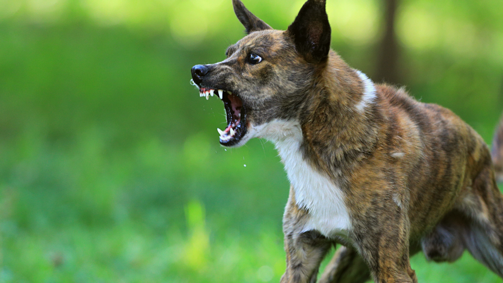 Offensives Drohen - Aussehen & Funktion - 4Pfoten on Tour – Hundeschule ...