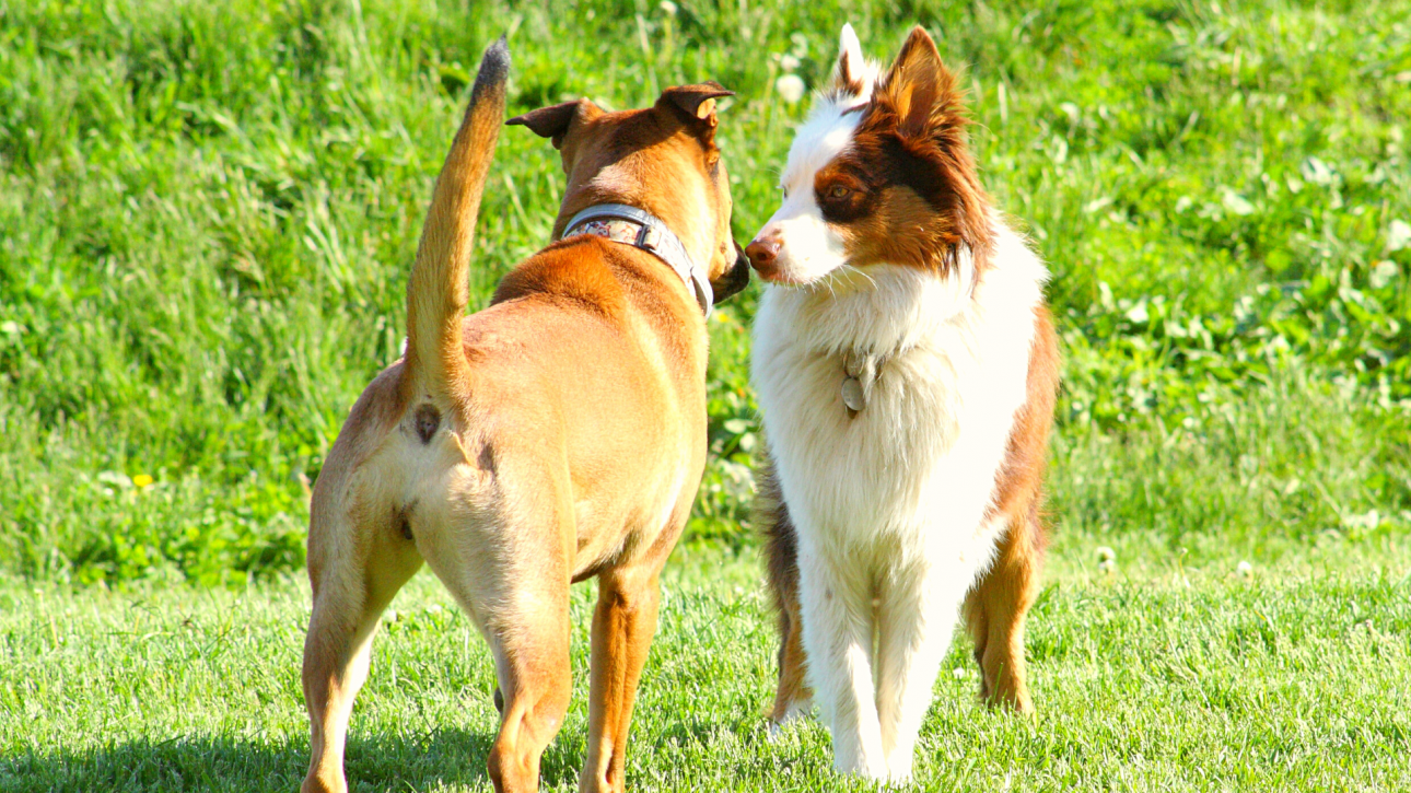 4Pfoten on Tour – Hunde sehen & verstehen – Hundetraining und Mantrailing